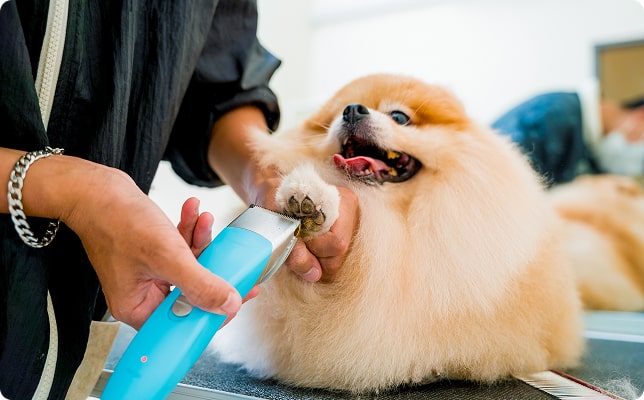 Pet Grooming – CVI Vida Animal